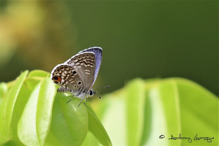 Les papillons