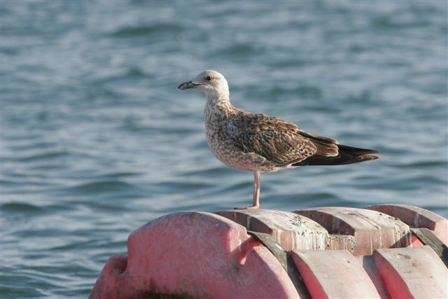 Goéland brun Lesser black-backed Gull Larus fuscus Goéland brun Lesser black-backed Gull Larus fuscus