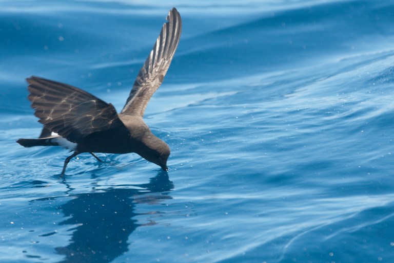 Océanite de Wilson - Oceanites oceanicus - Wilson's Storm ...