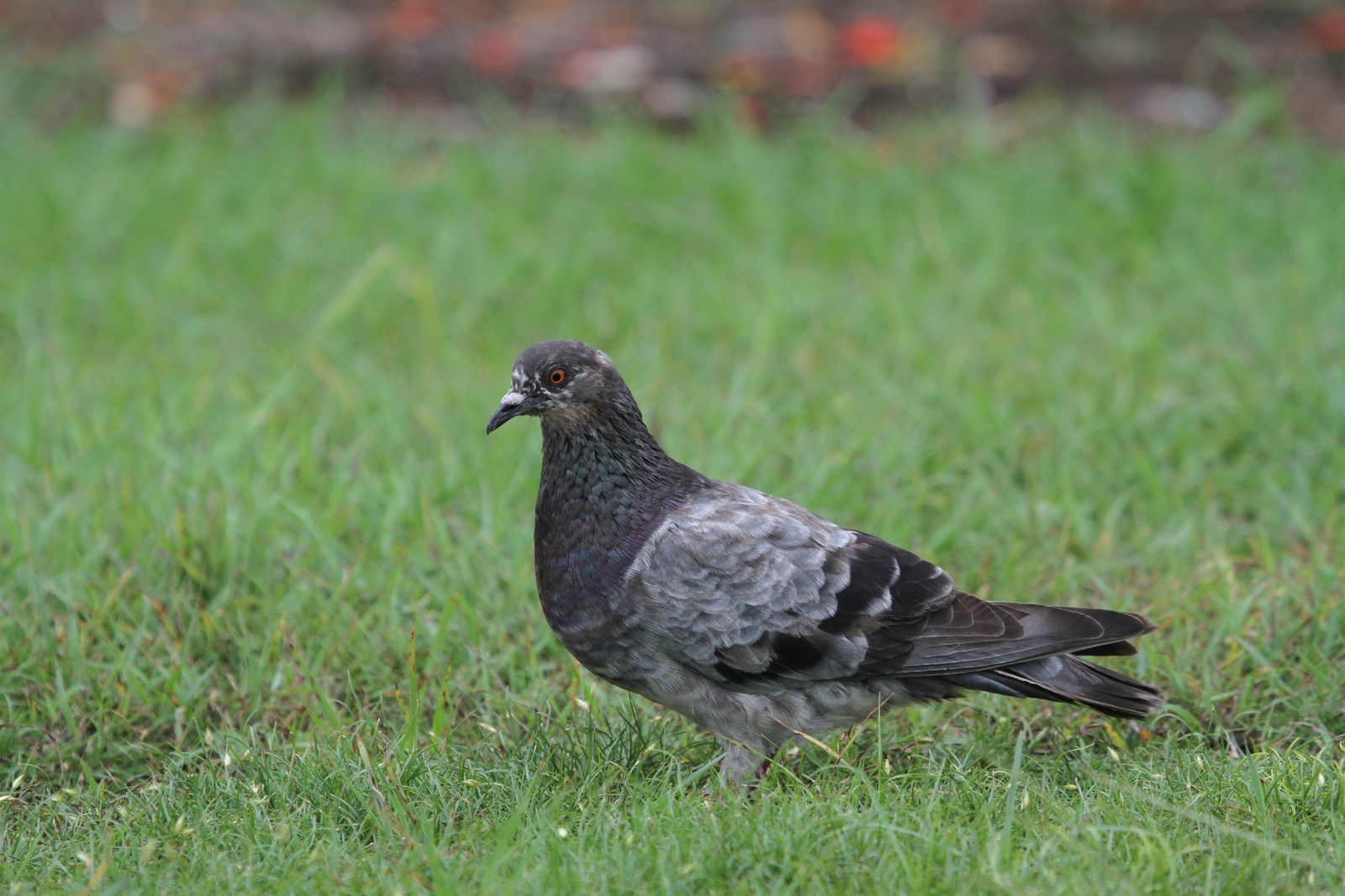 Pigeon biset (domestique) - Columba livia - Rock PigeonAbondance: très ...